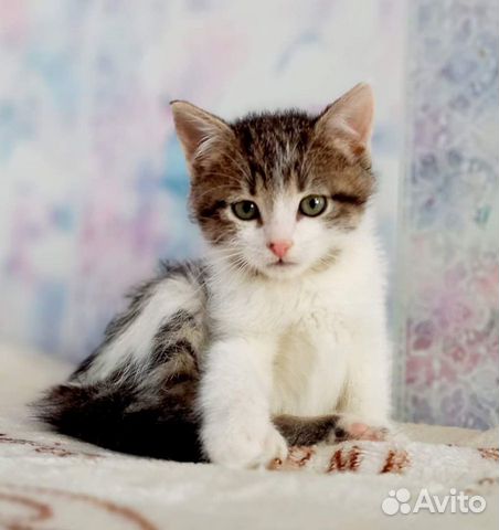 Милый и нежный котёнок девочка в дар