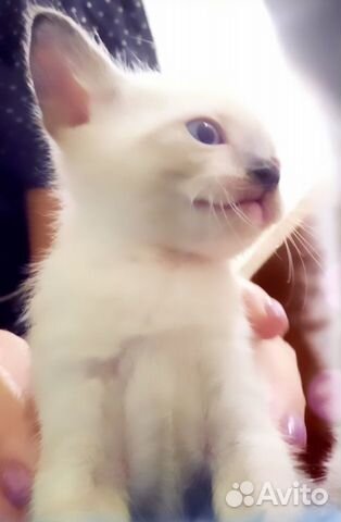 Котята сиамские продаю