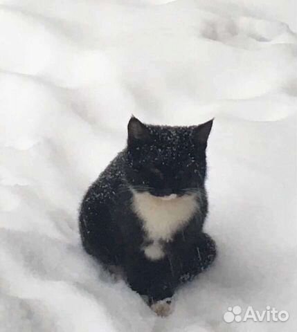Котенок