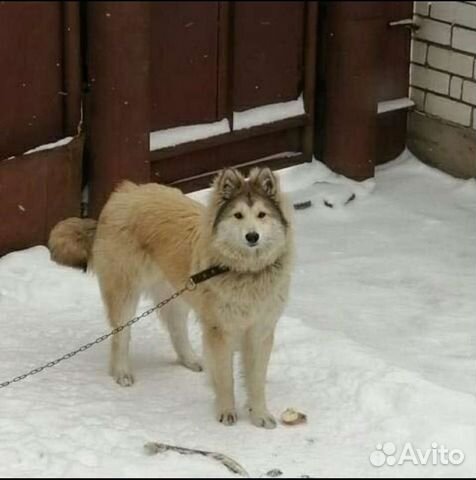 Аляскинский маламут в дар