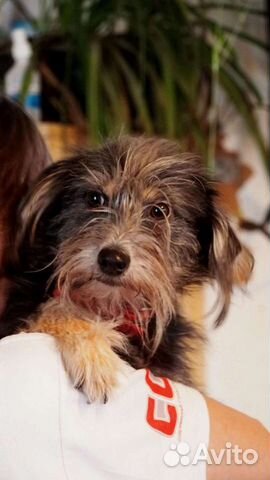 Небольшая собака в добрые руки в дар