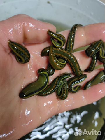 Пиявки медицинские