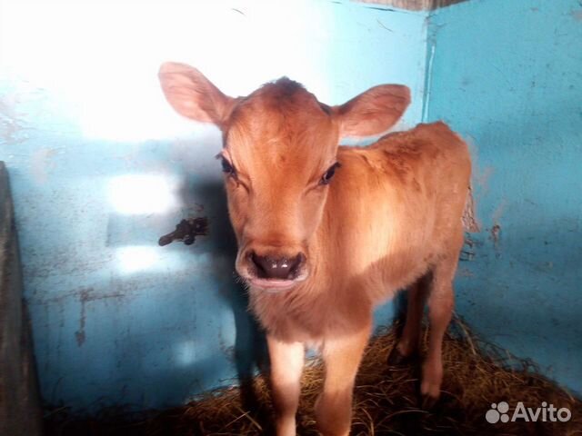Телята Джерсийской породы чистопородные