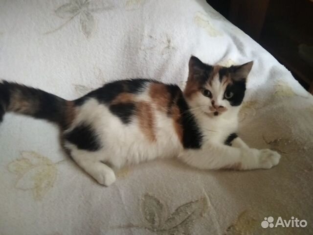 Продам британскую кошку