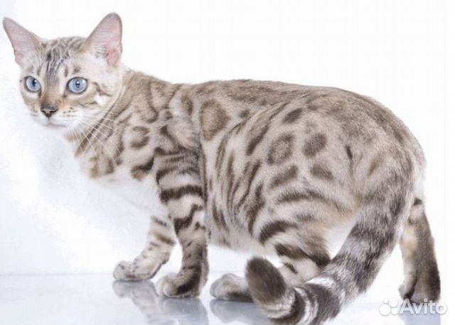 Бенгальская кошка