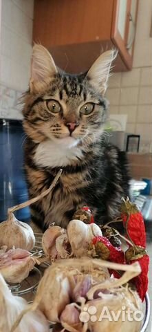 Котенок