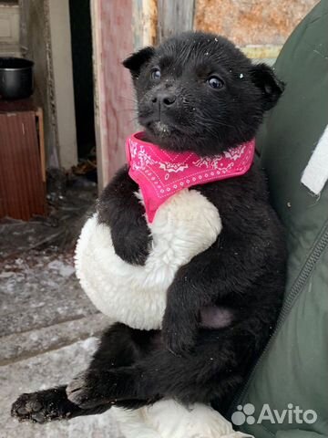 Щенок в добрые руки