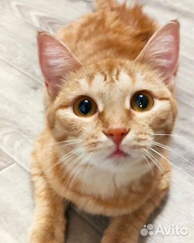 Кошечка ласковая 8 мес