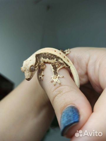 Бананоед Lilly White