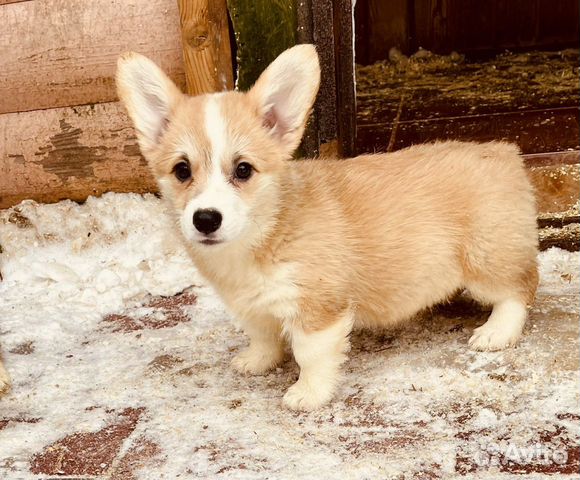 Вельшкорги пемброк