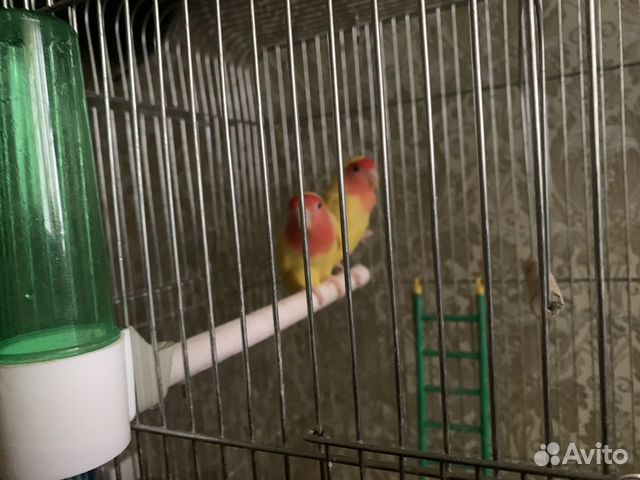 Попугай неразлучники бесплатно