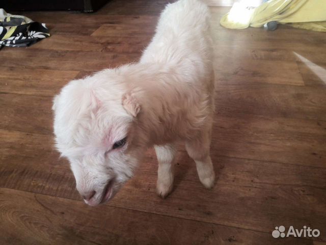 Козлята (Ламанча)