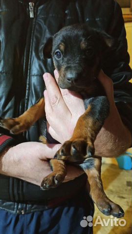 Доберман, щенок, мальчик