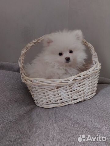 Померанские мишки шпицы мини