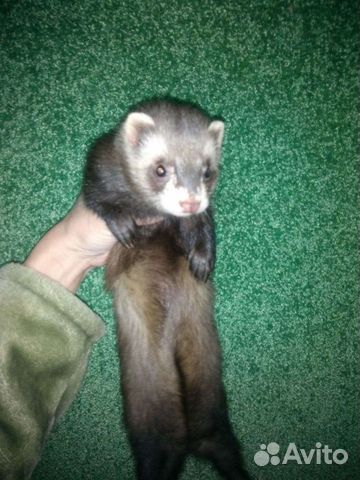 Хорьки большой выбор