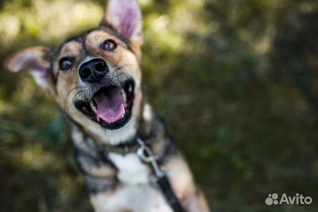 Собака-улыбака ищет хозяина