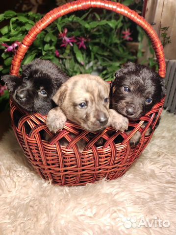 Щенки в добрые руки бесплатно
