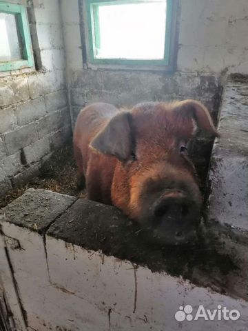 Хряк на племя