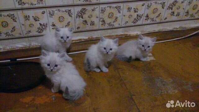 Невско маскарадные котята