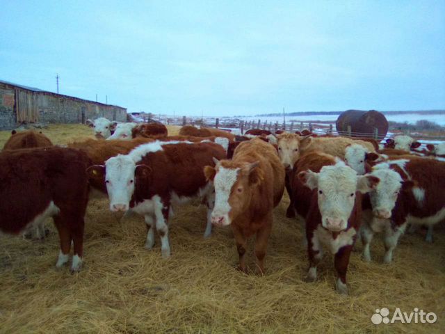 Телки стельные