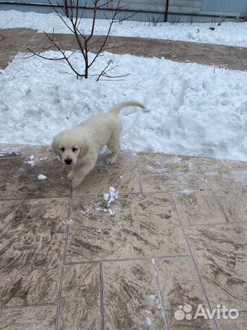 Золотистый ретривер