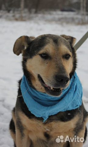 Собака в добрые руки. Авель ищет любящую семью