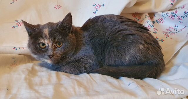 Котенок серый в добрые руки