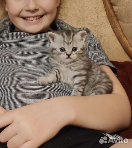 Кошки шотландцы