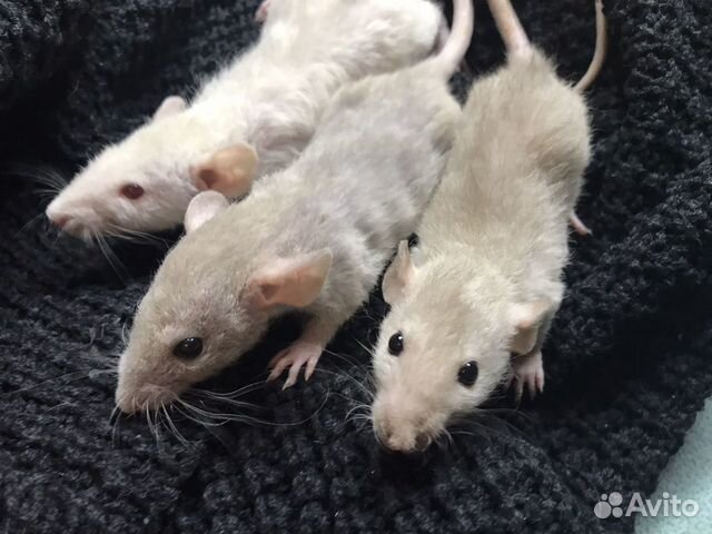 Крысята кудрявые