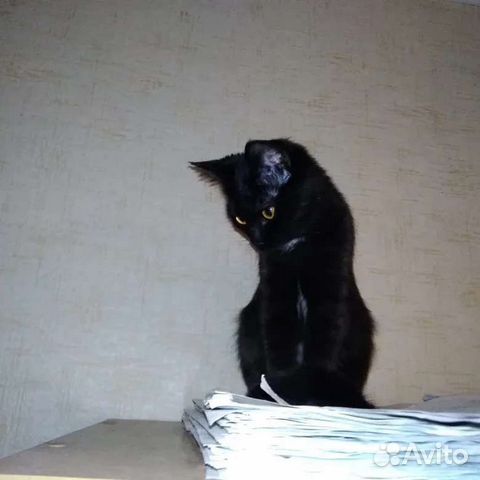 Кошки бесплатно
