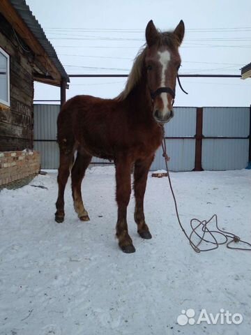 Лошадь жеребец