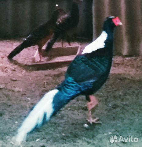 Продаются Фазаны(лимончики,алмазный,серебристые,ру