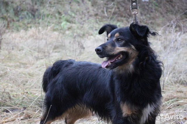 Заберите собаку домой