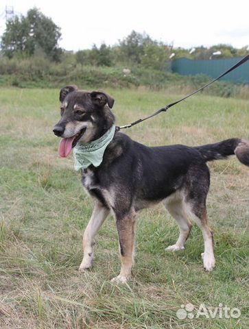 Собака в добрые руки