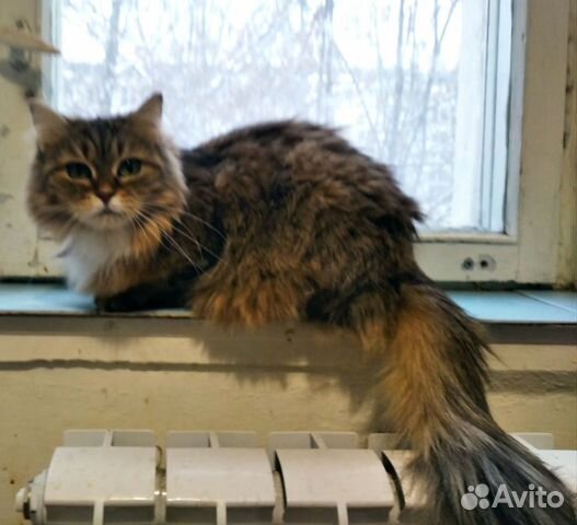 Роскошная кошечка Мальвина ищет дом