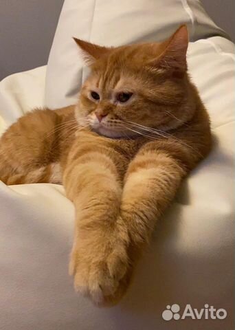 Кот для случки/спаривания