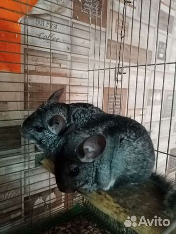 Семья Шиншилл с клеткой