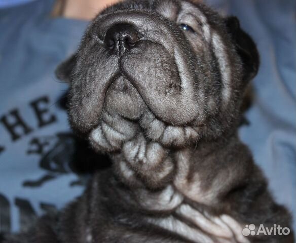 Малышня шарпеюшная