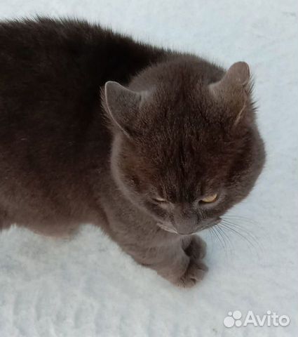 Отдам кота в добрые руки