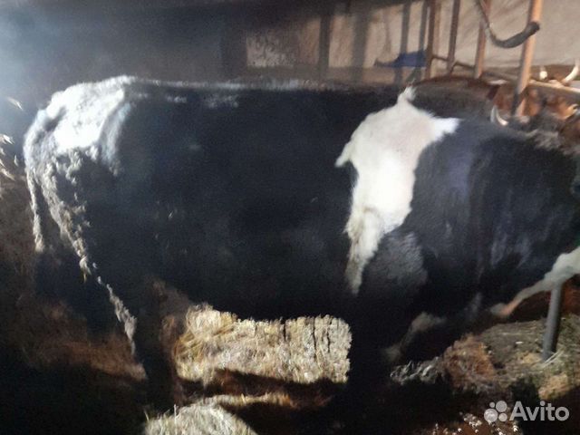 Коровы справные