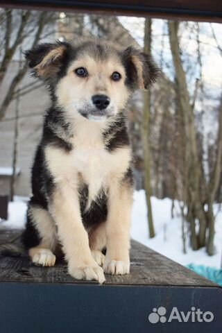 Щенок девочка Лола 3 мес