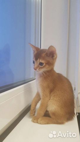 Абиссинская прекрасная кошечка