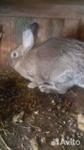 Кролик самка 6 мес
