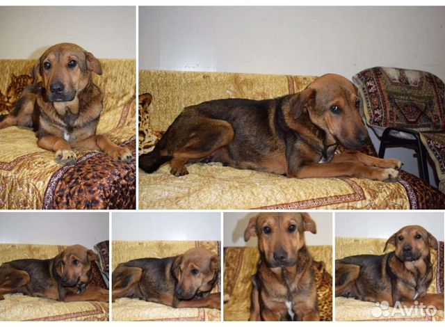 Собака девочка ищет дом