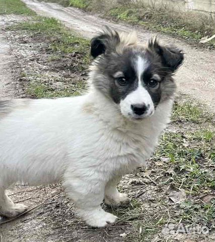 В добрые руки