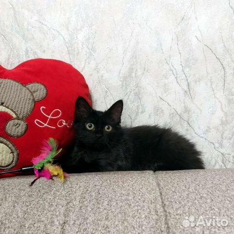 Кошка в дар