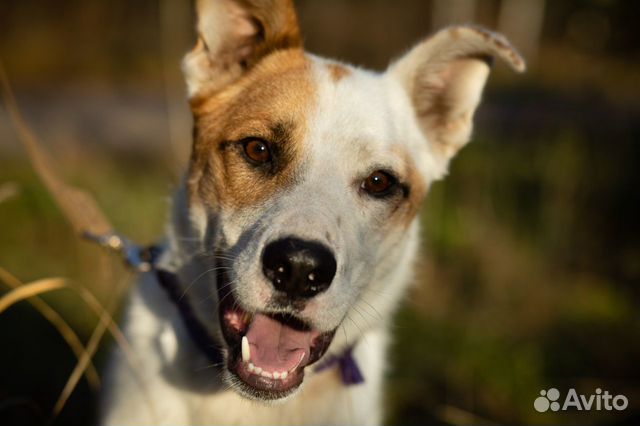 Ваш будущий лучший друг. Стас