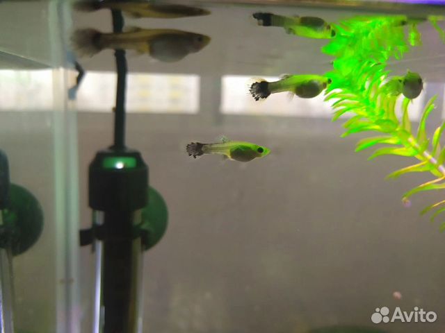 Гуппи (самки)