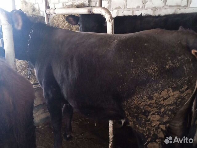 Продам откормленные бык и тёлка