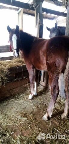 Лошади тяжеловозы